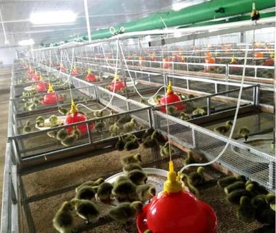 Cina Abbeveratoio automatico per pollo Abbeveratoio a campana Plasson Abbeveratoio per pollo anatra d'oca in vendita