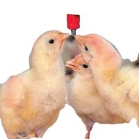 China Yellow Chicken Nipple Drinker 38.8mm Automatic Poultry Drinkers for sale