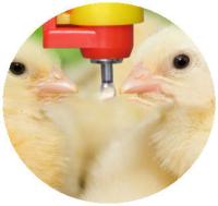 China Yellow Poultry Auto Drinker System Broiler Nipple Drinker With Cup for sale