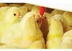 China Um conjunto completo de linha de alimentação de linha de água e equipamento de criação automática para aves domésticas duráveis à venda