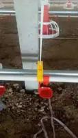 China Nipple Drinking System Broilers Poultry Drinking Line 50mm-250mm Tube for sale