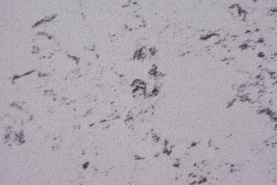 Cina Altezza Grey Customized Quartz Laminate Sheets leggero 3200*1600*20MM in vendita