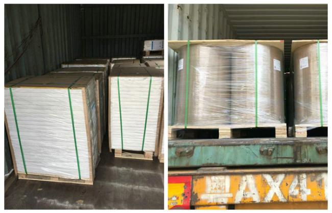 40G TO 350G C1S White Craft Paper/ Ivory Board with PE coated Cup Paper Reels