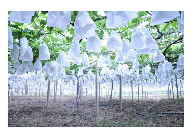 100um 120um Unbleached Stone Paper Good Impermeability For Grapes Wrapping