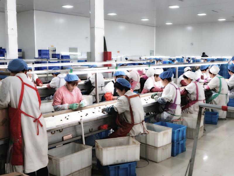 Geverifieerde leverancier in China: - Hebei Jiaze trading co.,ltd