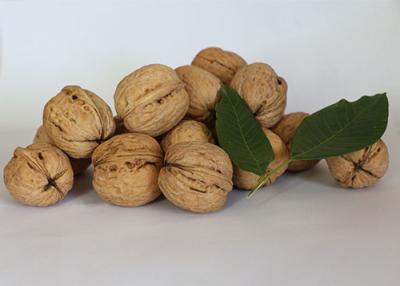 China Walnut In Shell --- Carya for sale