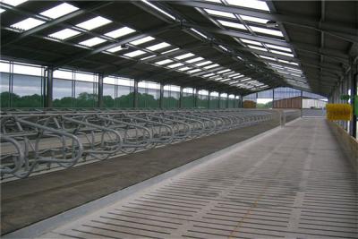 China steel structure dairy farm shed / steel structure cow dairy farm for sale
