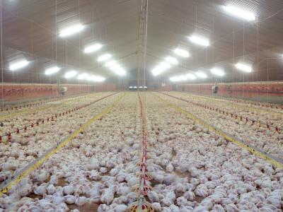 China Industrial poultry steel structures sheds chicken farm building for sale
