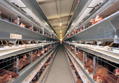 China Low cost environmental control industrial shed designs steel chicken poultry shed poultry farm structures house for sale