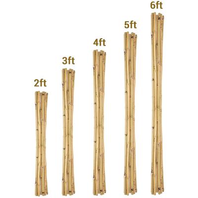 China Garden Furniture Natural Bamboo Stakes Raw Bamboo Poles 40cm To 500cm Height for sale