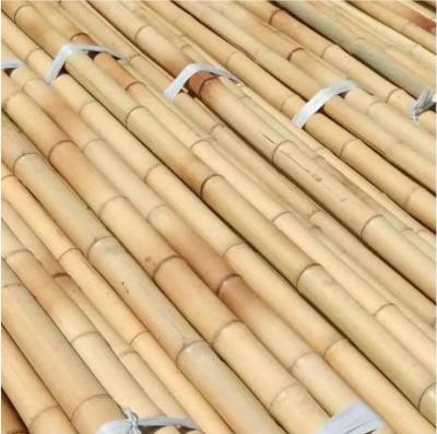 China Nature Raw Bamboo Straight Bamboo Poles For Garden Farm Plant Support Building for sale