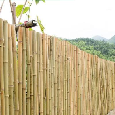 China 100% Natural Raw 240cm Bamboo Pole Building Deoration 60cm To 595cm for sale