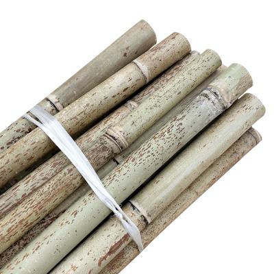 China Nature Raw Bamboo Straight Bamboo Poles For Garden Farm Plant Support Building for sale