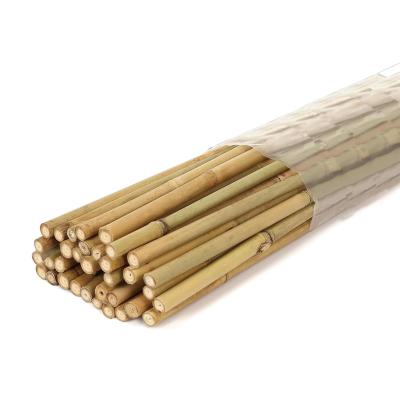 Cina Piante in vaso di bambù ecologiche per piante interne ed esterne in vendita