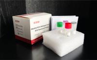 China CE Certificate Real Time PCR Test Kit For Monkeypox Virus Detection / MPXV for sale