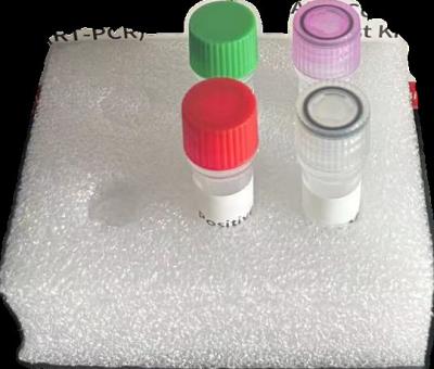 Cina Prova in tempo reale Kit For Monkeypox Virus Detection/MPXV di PCR del certificato del CE in vendita