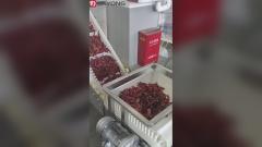 spice Belt Conveyor System