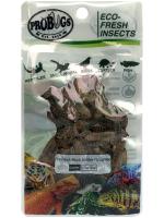 Quality Eco-fresh Black Soldier Fly Larvae/Pet food/Animal feed for sale