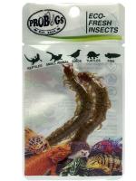 Quality Eco-fresh Centipede/fish/Aquarium for sale