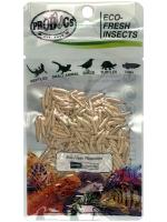 Quality Eco-fresh Riceworm/Proteinsupply for pet food /poultry food for sale