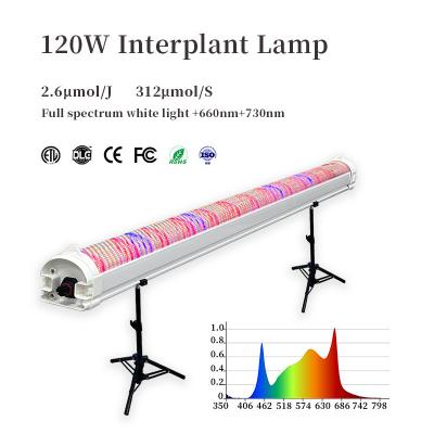 Cina Lampade LED per coltivazione personalizzate 4Ft 120W 150W, luce LED per la crescita delle piante in vendita