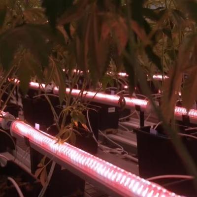 China 120W 150W Deep Red Grow Light Dual Channel Under Canopy LED Grow Light 4ft for sale