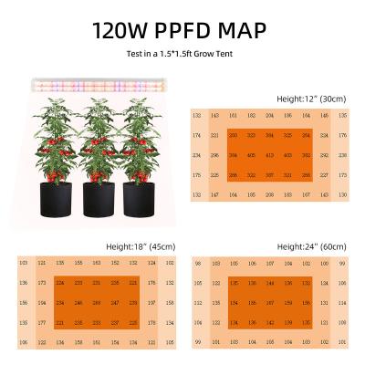 중국 전체 스펙트럼 간 행 Lm301H LM281B 칸피 아래 LED 성장 라이트 120W 높이 조절 판매용