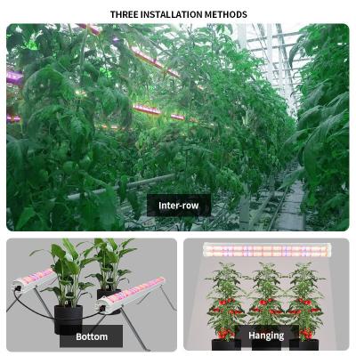 China Full Spectrum Inter-Row Blue Red Led Grow Light Bar 120w Under Canopy for Indoor Plant for sale