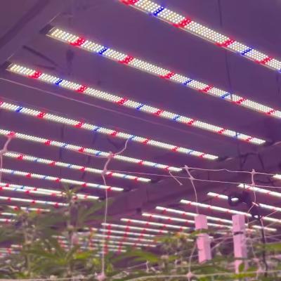 China LM281B 800W Full Spectrum Led Plant Grow Lights Customized 240W 320W 480W 640W 720W1000W LM301H EVO for Hydroponic for sale