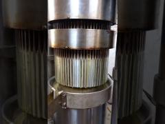 cold press avocado oil