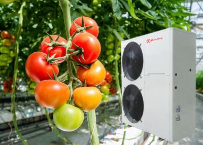 Cina Riscaldamento aria-acqua del sistema della pompa di calore dell'azienda agricola per il pomodoro che pianta serra in vendita
