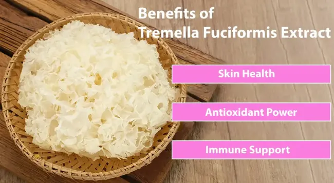 Benefits of Tremella Fuciformis Extract