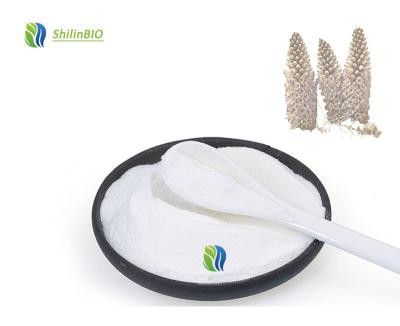 China Bulk Factory Supply Top Quality Cistanche Extract 98% Verbascoside Cas 61276-17-3 Verbascoside Powder for sale