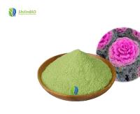 China Bulk Kale Powder 80 Mesh Superfood Supplement for Functional Foods and Beverages for sale