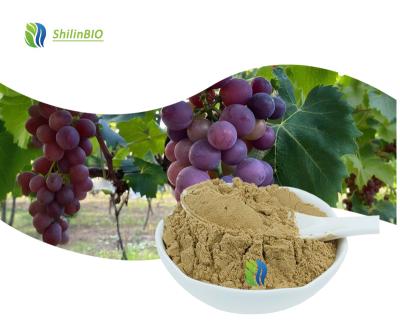 中国 グレープシード抽出粉末 販売のため