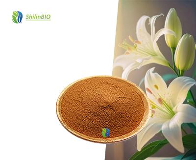 China Food Grade Supply Lily Extract Free Sample Lily Flower Powder Lily Extract Lily Powder for sale