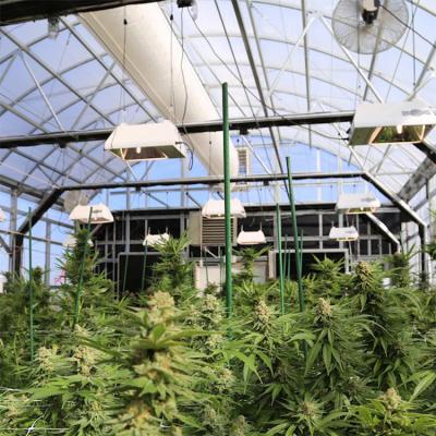 China Agricultural Tunnel Fully Automated Light Deprivation Greenhouse Single-span Blackout Greenhouse for sale