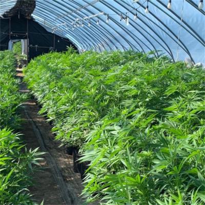 중국 자동화된 플레스틱 필름 지도된 성장 실내 의학을 위한 가벼운 박탈 온실 판매용