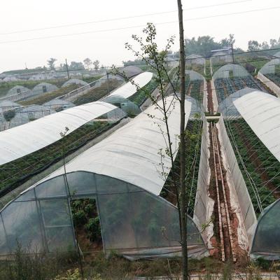 Cina Sistema di coltivazione idroponica Serra a film plastico a tunnel a campata singola agricola in vendita