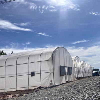 Cina 10x50m Polytunnel Berry Poly High Tunnel Serra Film Tunnel Serra in vendita