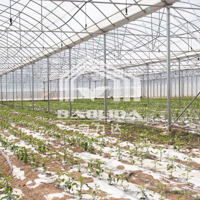 Cina Stoccata 24x40m Tunnel alto Serra a denti da seghia Casa verde Ventilazione serra tropicale serra in vendita in vendita
