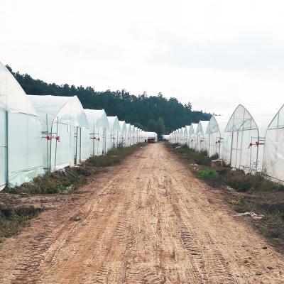 Cina Serre per l'agricoltura facile installazione Serra in galleria con bastoncino ad arco di 1,5 metri in vendita