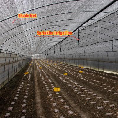 China Galvanized Steel Frame Mushroom Growing Shade Net Greenhouse for Agricultural Cultivation for sale