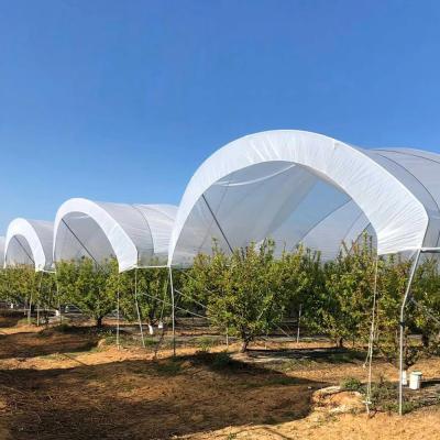 China Hot Galvanized Steel Frame PE Film Covering Multi-span Greenhouse with Customizable Size for Berry Planting for sale