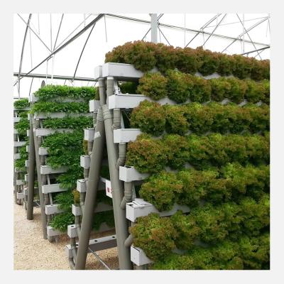 lettuce plant