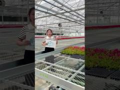Plant Growing Greenhouse Accessories 4'×8'  4'×10' Ebb And Flow Rolling Bench