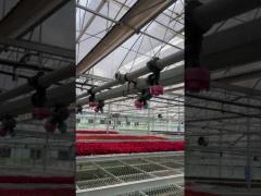 주문을 받아서 만들어지는 농업 수경법 다 경간 Venlo 유리제 온실