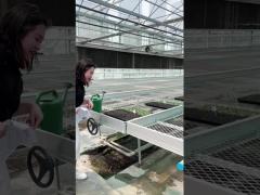 Groententje zaadbed 4x8 overstromingsbakken tafels verplaatsbare rollende bank kastafel systeem teelt