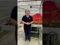Seedbed Table Galvanized Steel Frame PE  Plastic Film Large Conneted Tunnel Greenhouse Rolling Bench