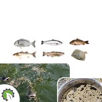 China 40kg/H-240kg/H Floating Fish Feed Extruder Machine Fish Food Extruder Machine for sale